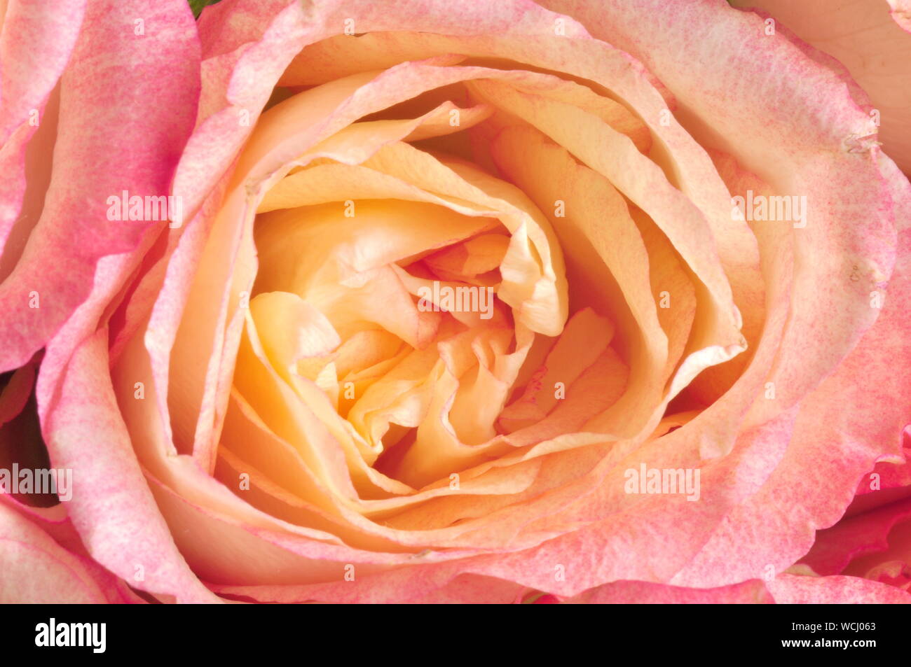 Color orange and romantic hi-res stock photography and images - Alamy