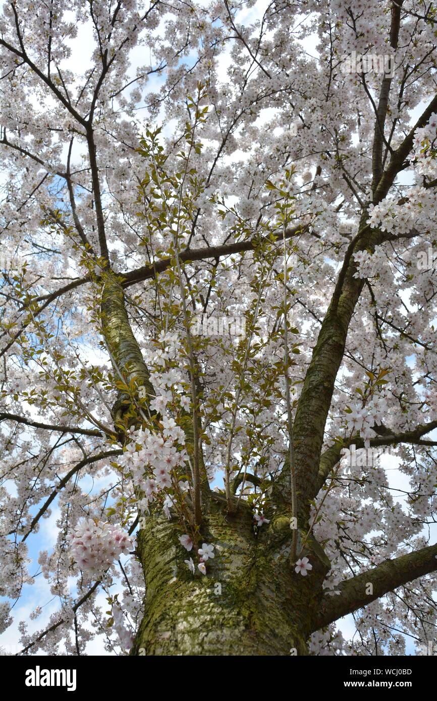 Cherry tree canopy hi-res stock photography and images - Alamy