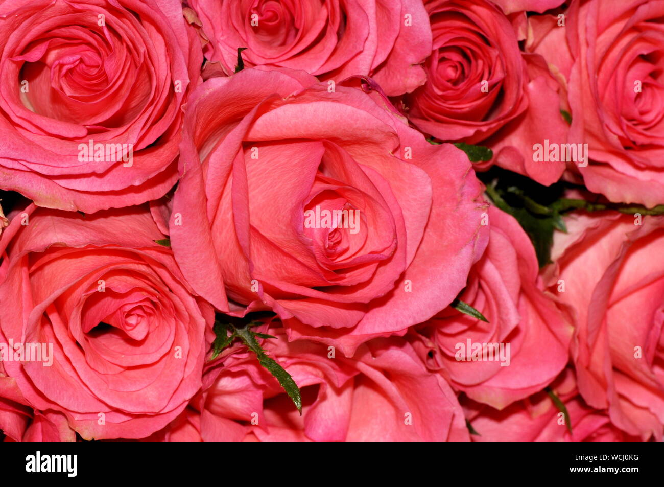 Big bouquet of pink roses Stock Photo - Alamy