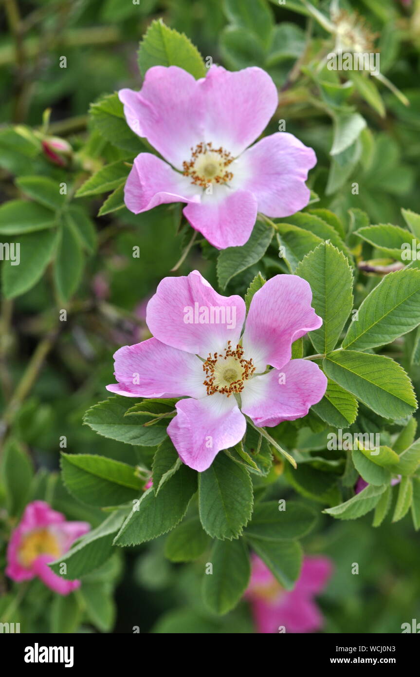 Dog rose flower hip hi-res stock photography and images - Alamy