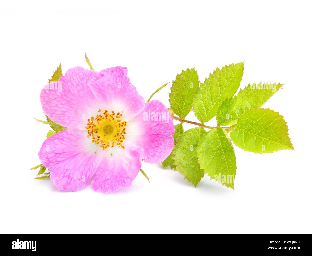 Dog-rose Rosa canina isolated on white background Stock Photo - Alamy