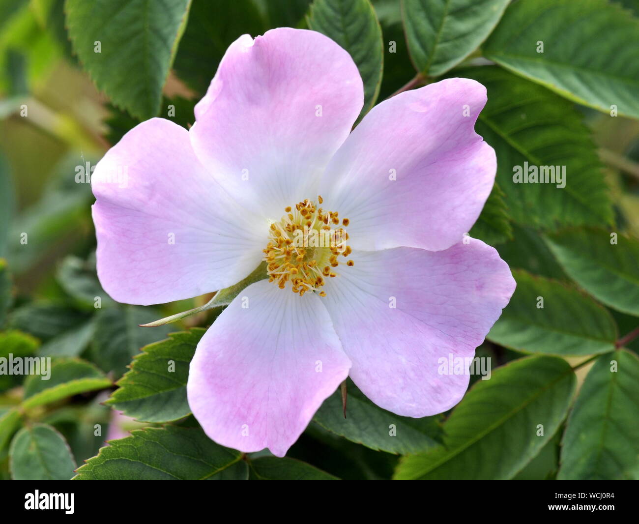 Wild dog rose Rosa canina flowering in summer Stock Photo - Alamy