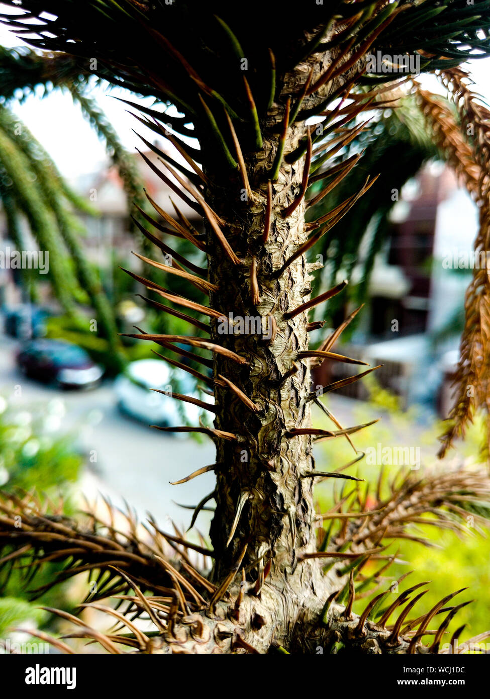 Spiky Tree Trunk High Resolution Stock Photography and Images - Alamy