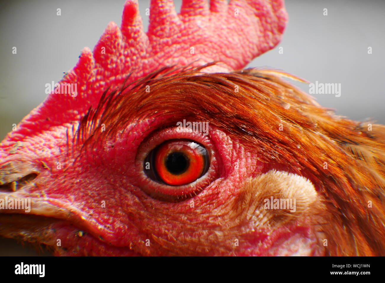 Rooster Eye High Resolution Stock Photography and Images - Alamy