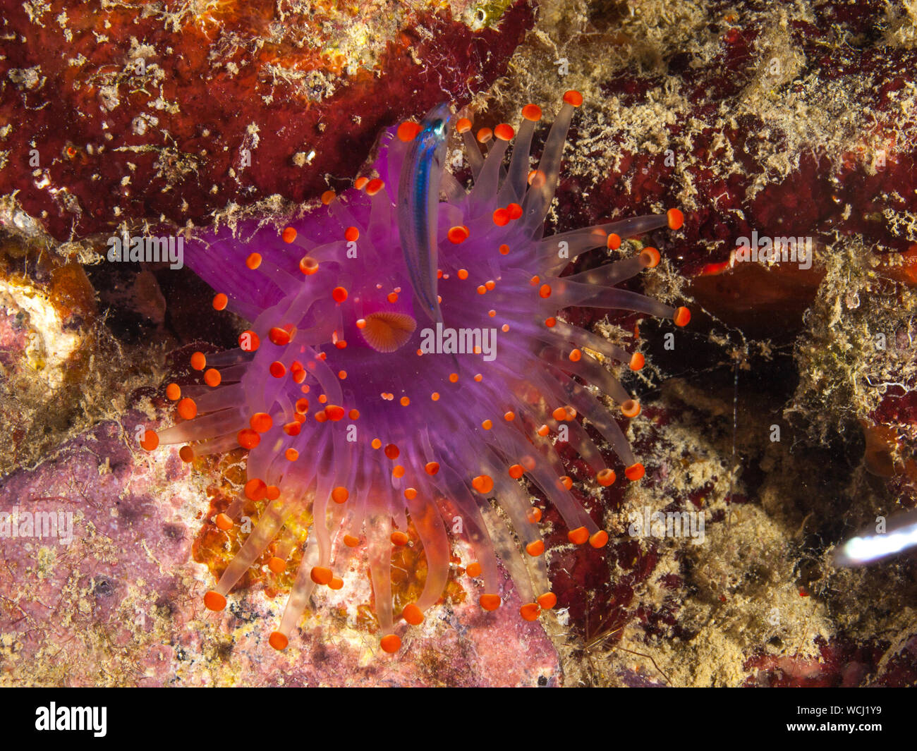 Orange-ball corallimorph (Pseudocorynactis caribbeorum) fish catch ...