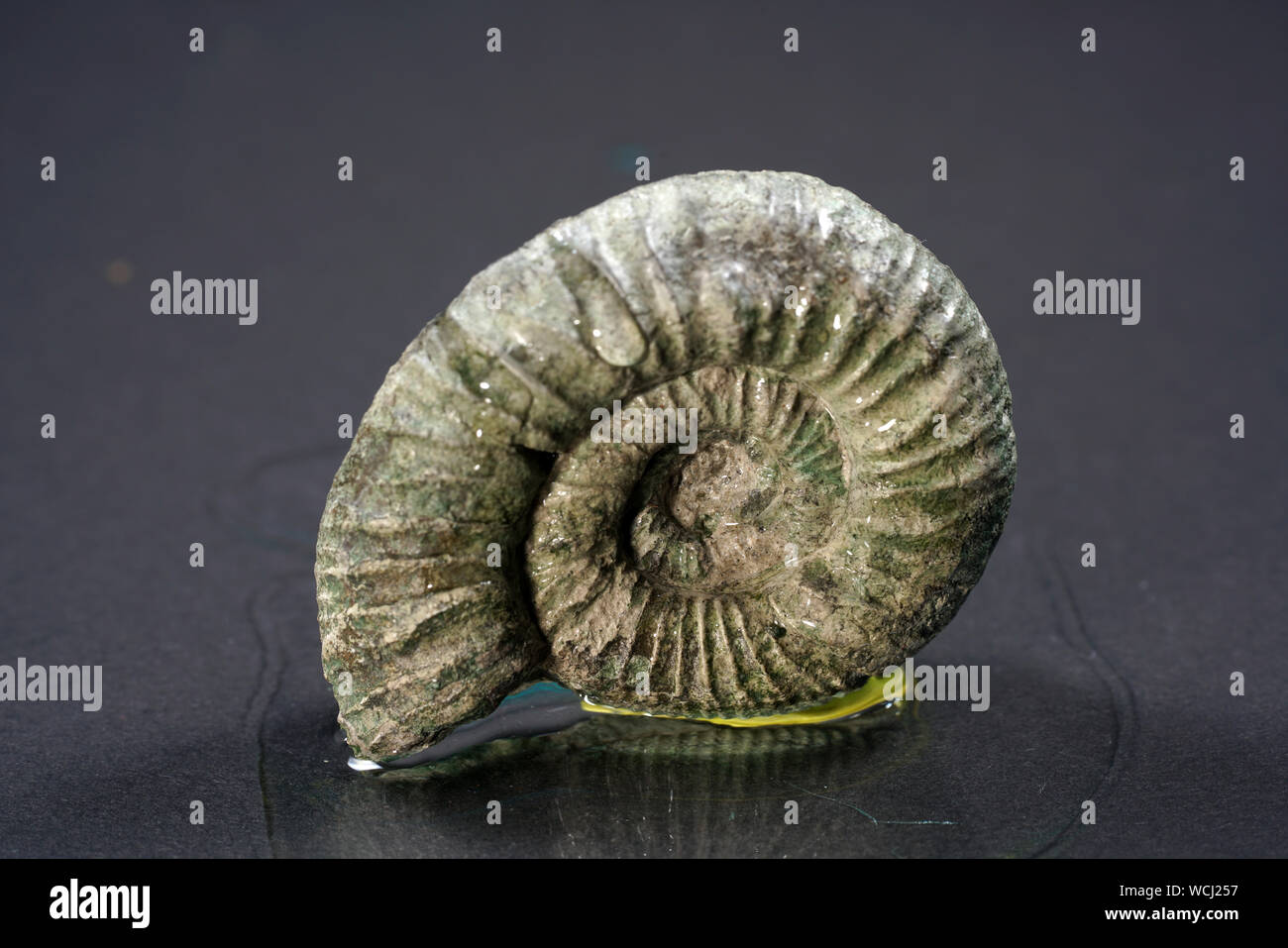 The ammonites are an extinct subgroup of cephalopods Stock Photo - Alamy