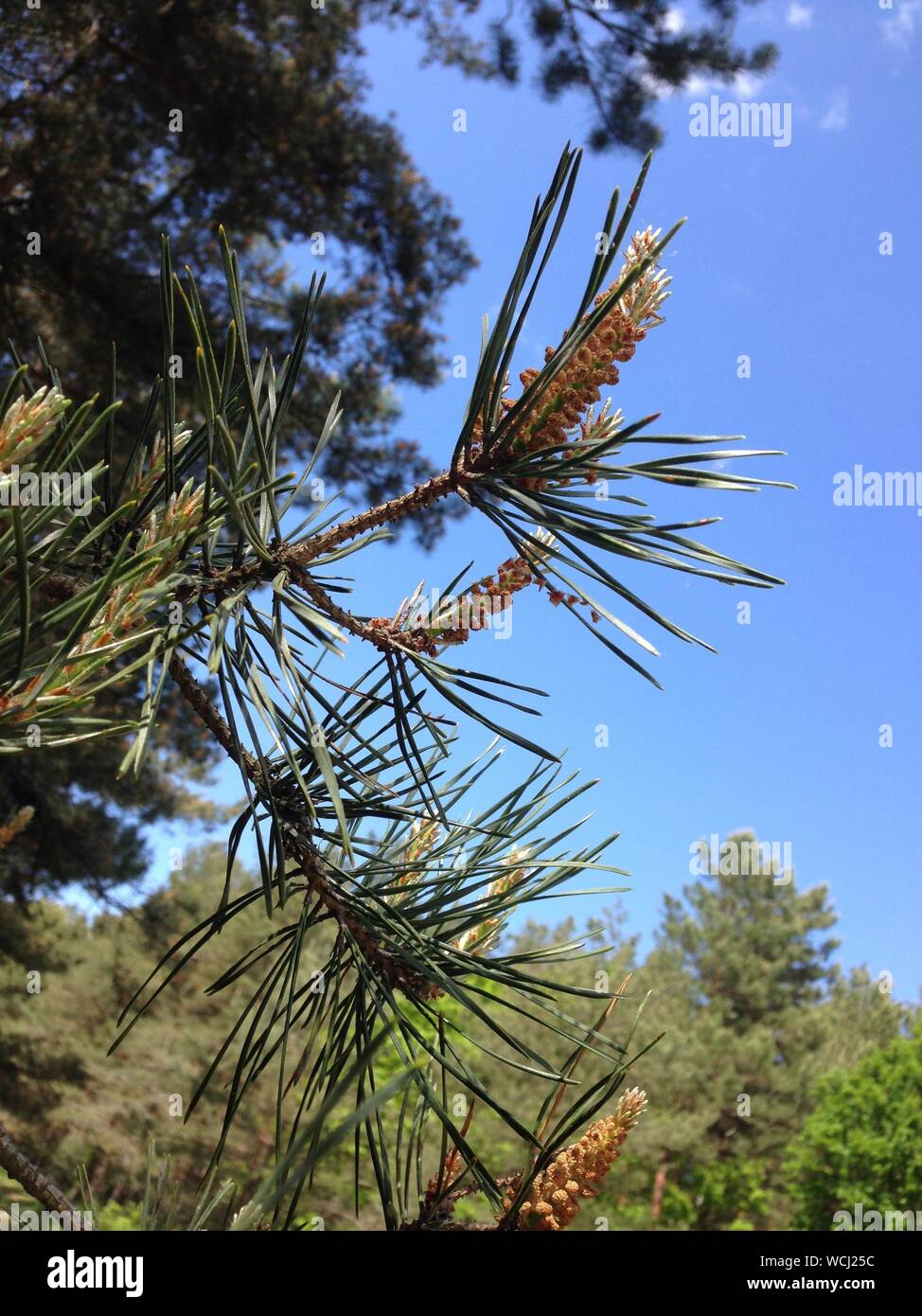 Pine tree seed hi-res stock photography and images - Alamy