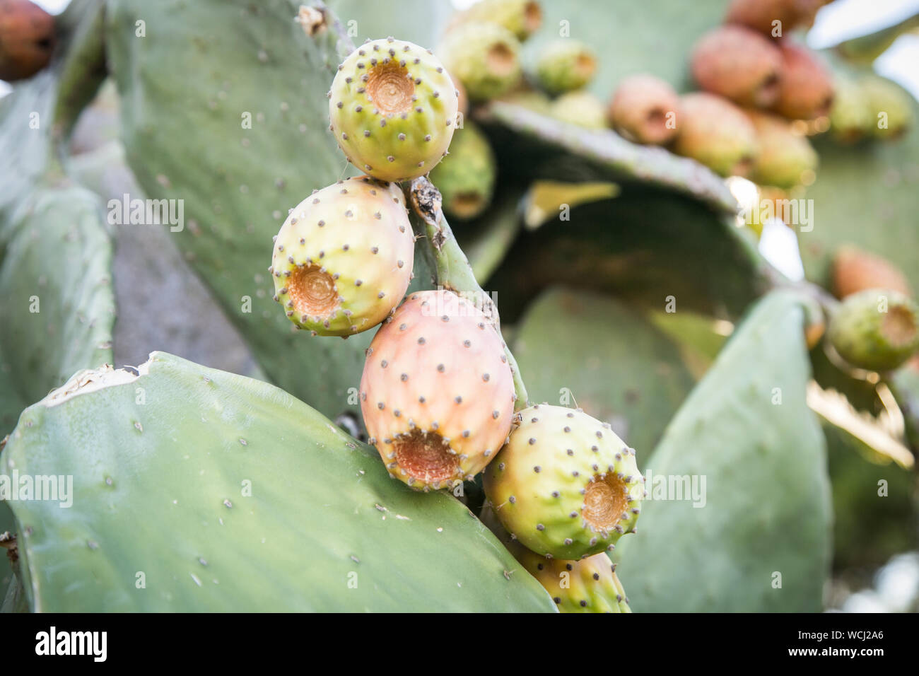 New growth on cactus hi-res stock photography and images - Alamy