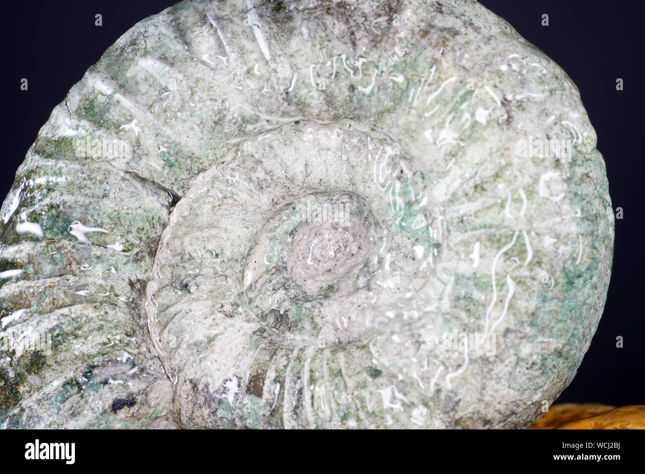 The ammonites are an extinct subgroup of cephalopods Stock Photo - Alamy