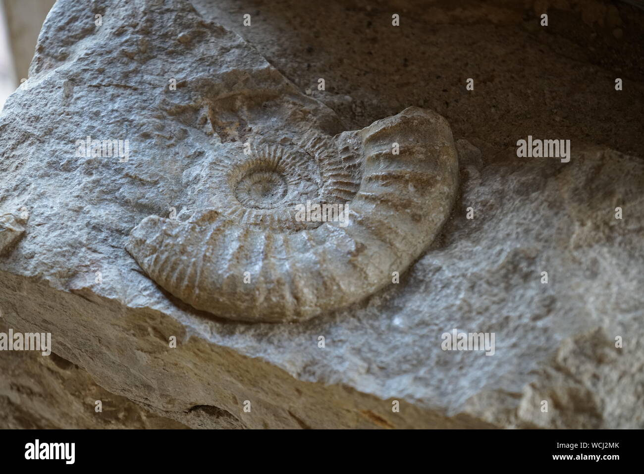 The ammonites are an extinct subgroup of cephalopods Stock Photo - Alamy