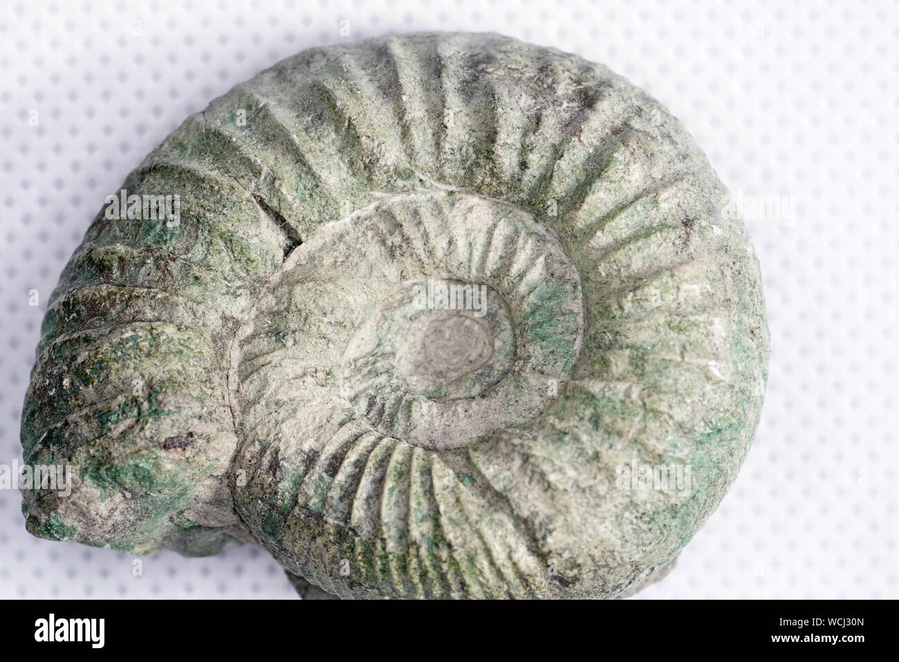 The ammonites are an extinct subgroup of cephalopods Stock Photo - Alamy