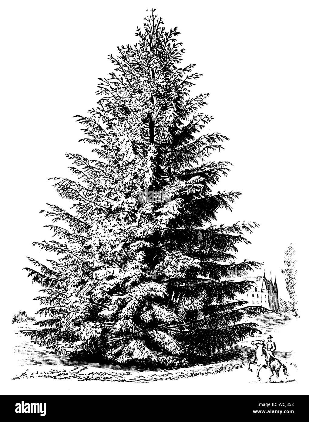 Douglas fir, oregon pine, Pseudotsuga menziesii, (printing pattern book ...