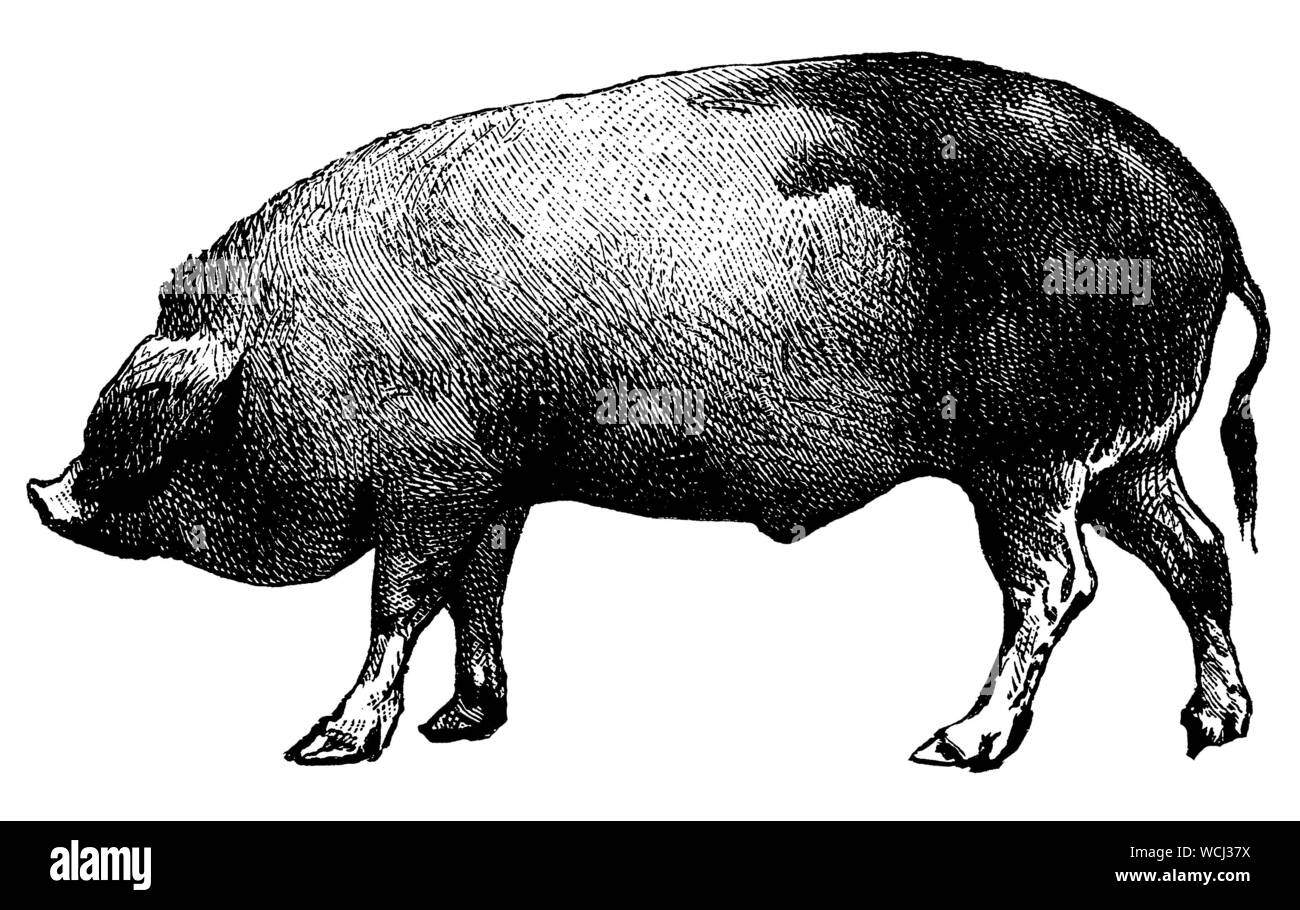 Perigord pig, , (encyclopedia, 1893 Stock Photo - Alamy
