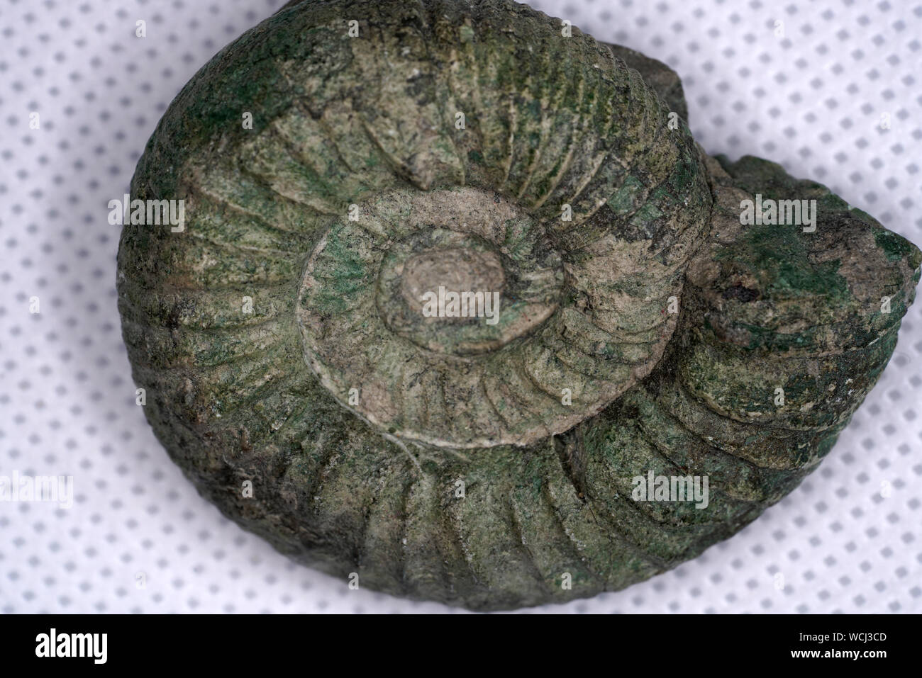 The ammonites are an extinct subgroup of cephalopods Stock Photo - Alamy