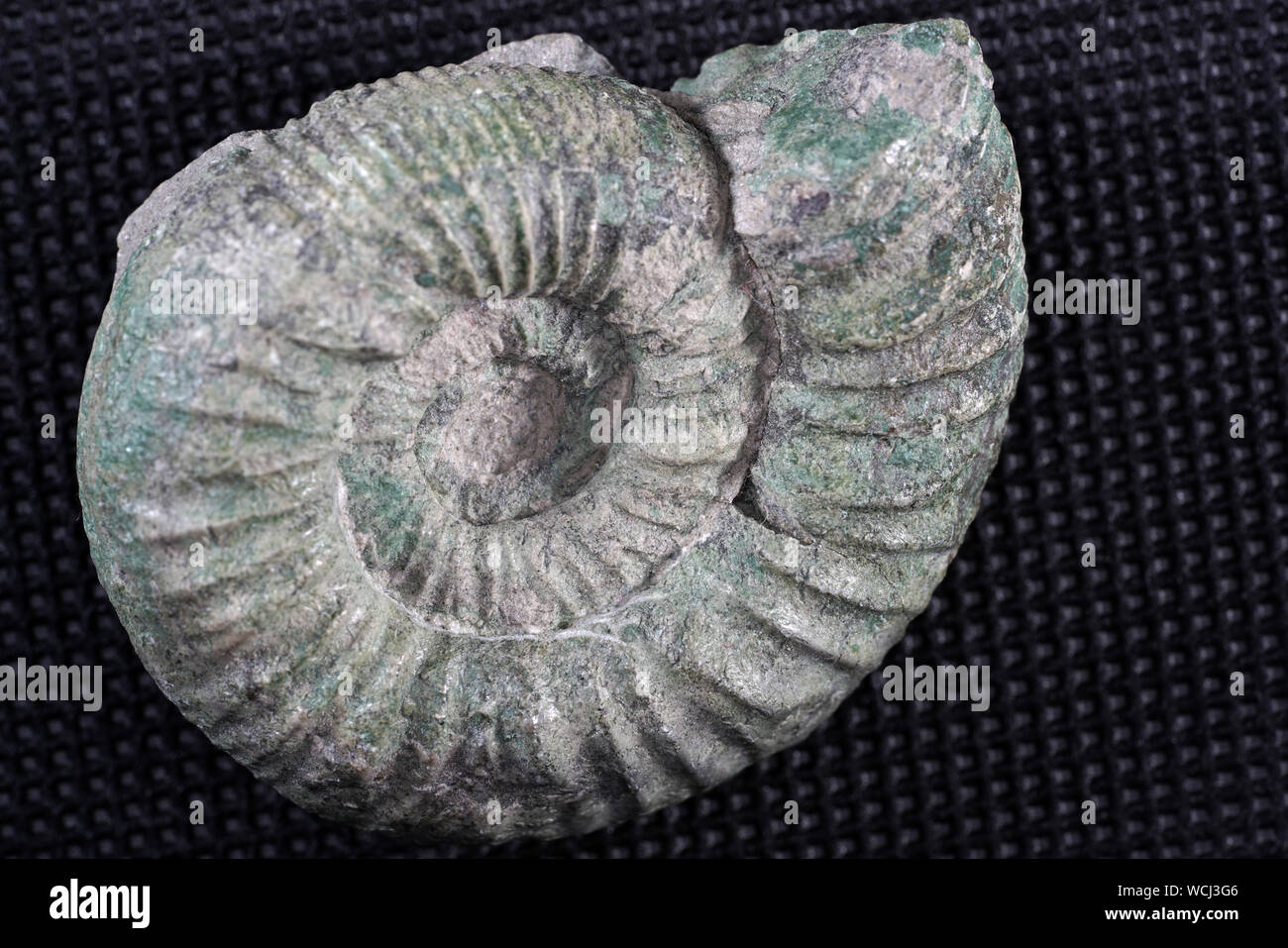 The ammonites are an extinct subgroup of cephalopods Stock Photo - Alamy