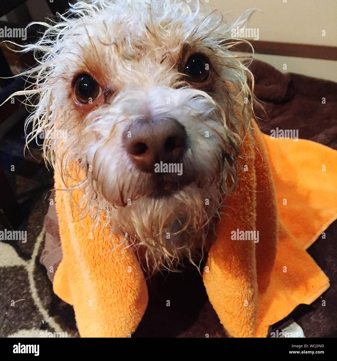 Animals poo hi-res stock photography and images - Alamy