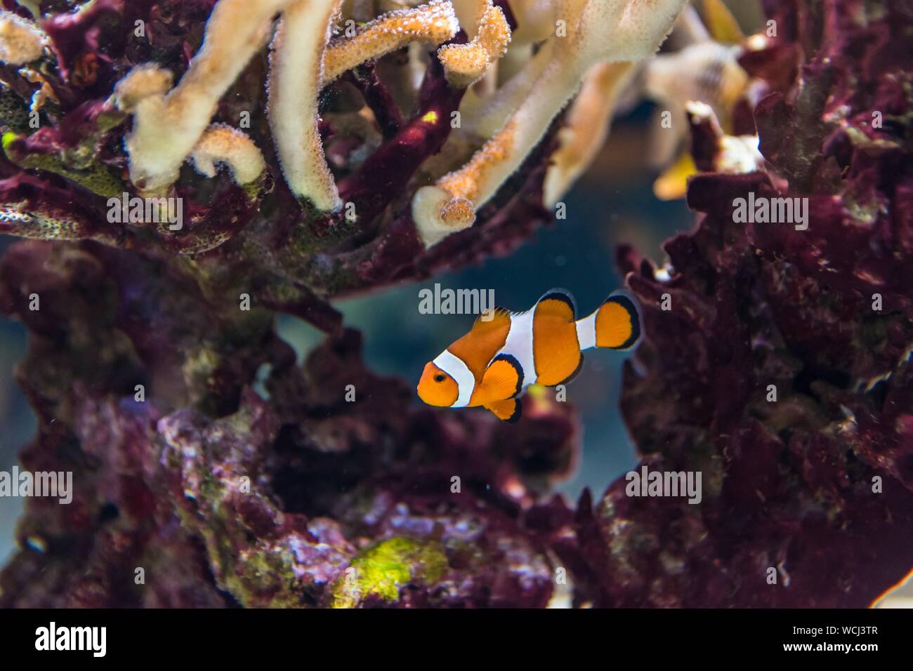 Tree trunk underwater hi-res stock photography and images - Alamy