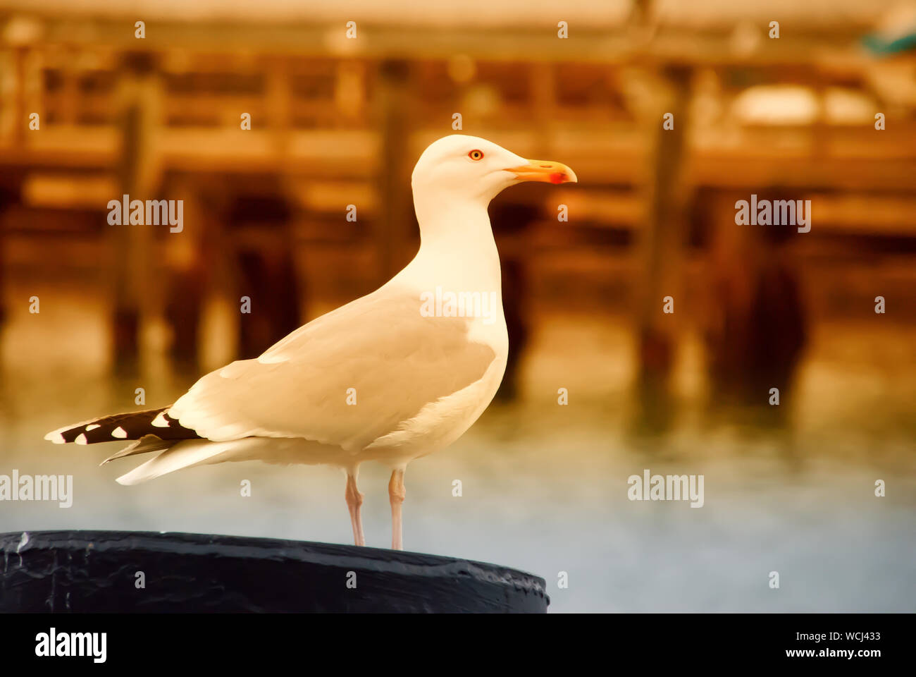 Side view of a seagull hi-res stock photography and images - Alamy