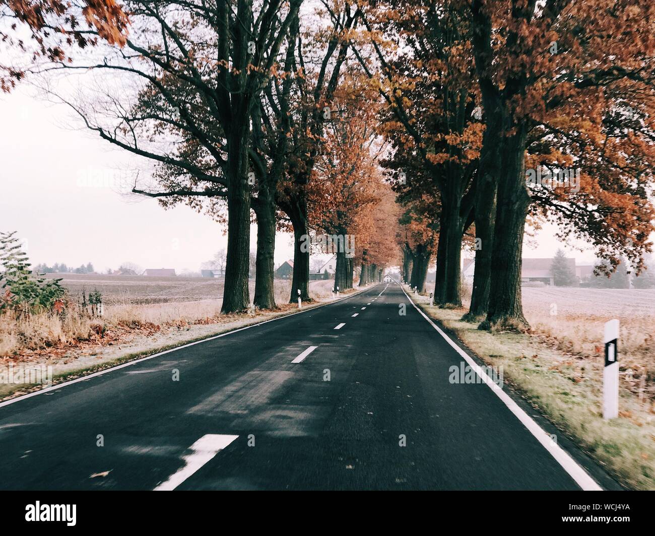 Tree vanishing point hi-res stock photography and images - Alamy