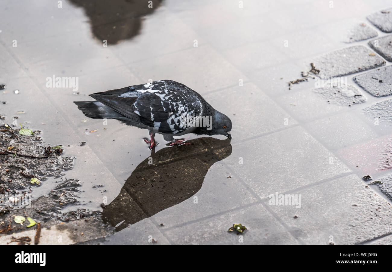 Animal drinking puddle hi-res stock photography and images - Alamy