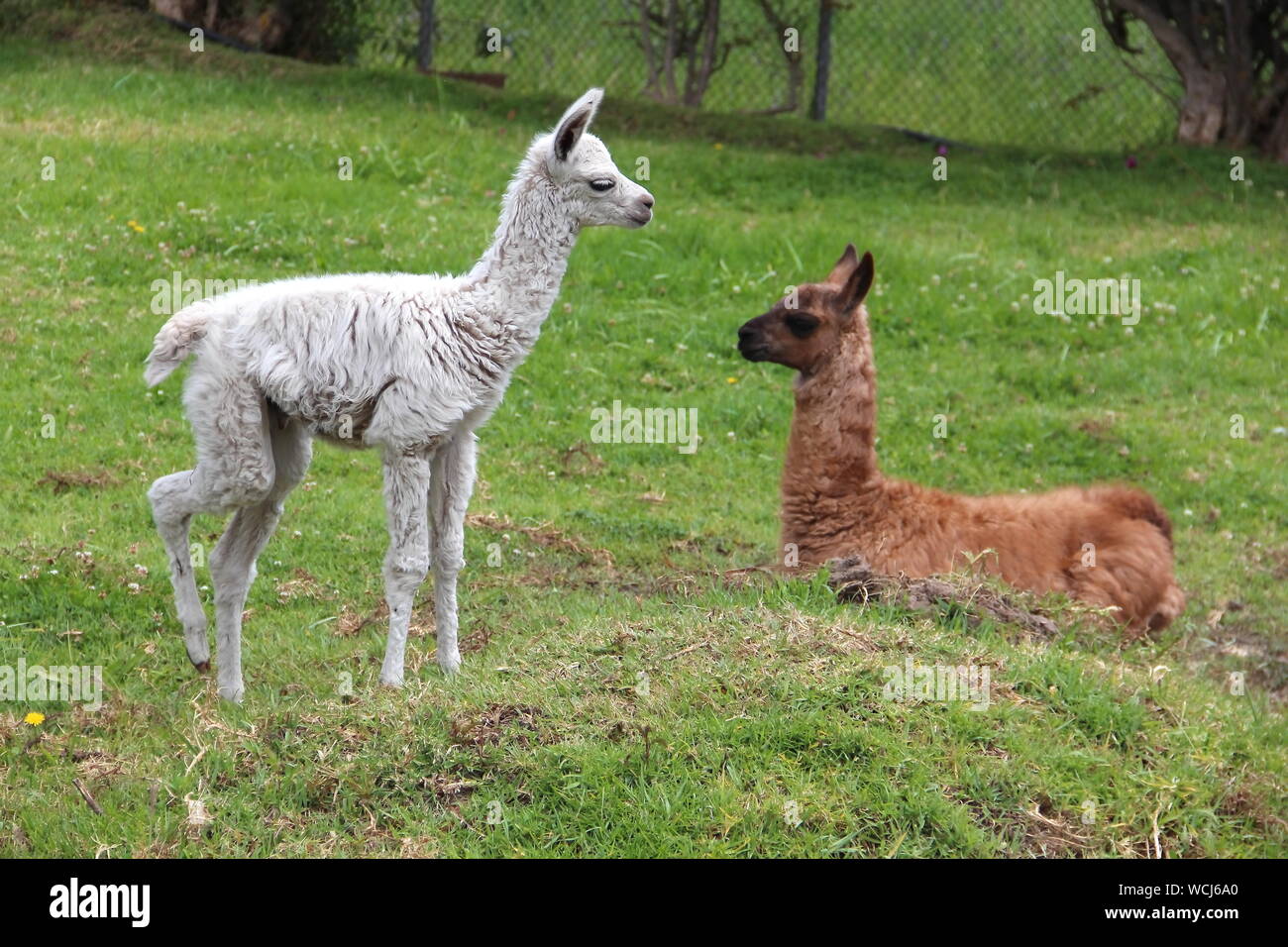Two lamas animals hi-res stock photography and images - Alamy