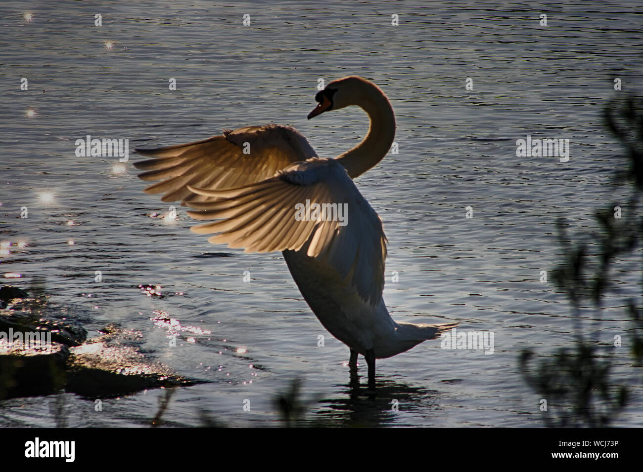 White swan wings hi-res stock photography and images - Alamy