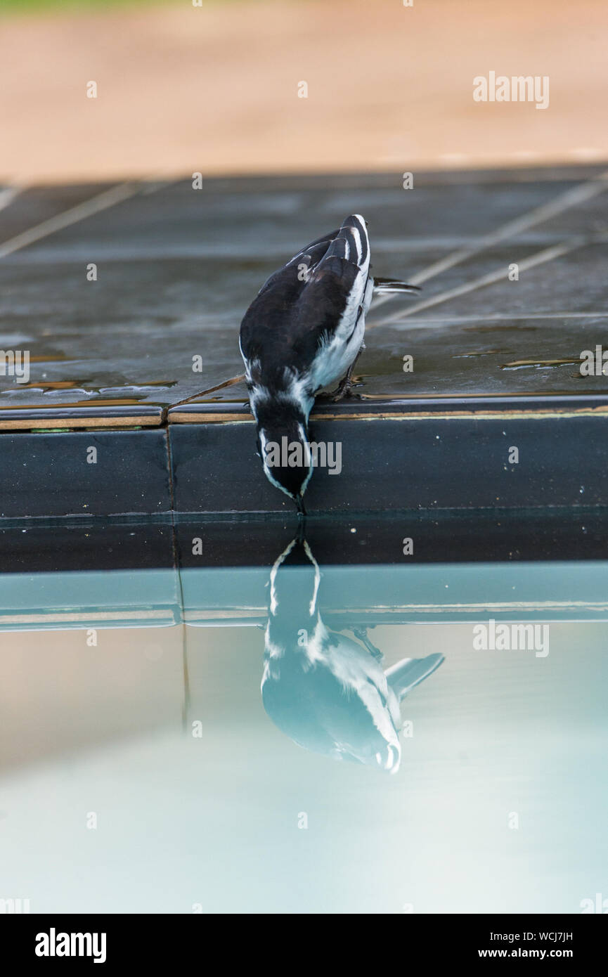 Reflection pool bird hi-res stock photography and images - Alamy