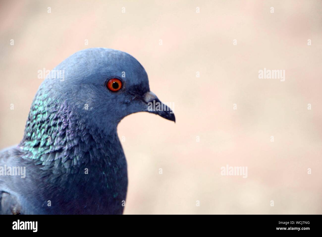 Pigeon Profile Stock Photos & Pigeon Profile Stock Images - Alamy
