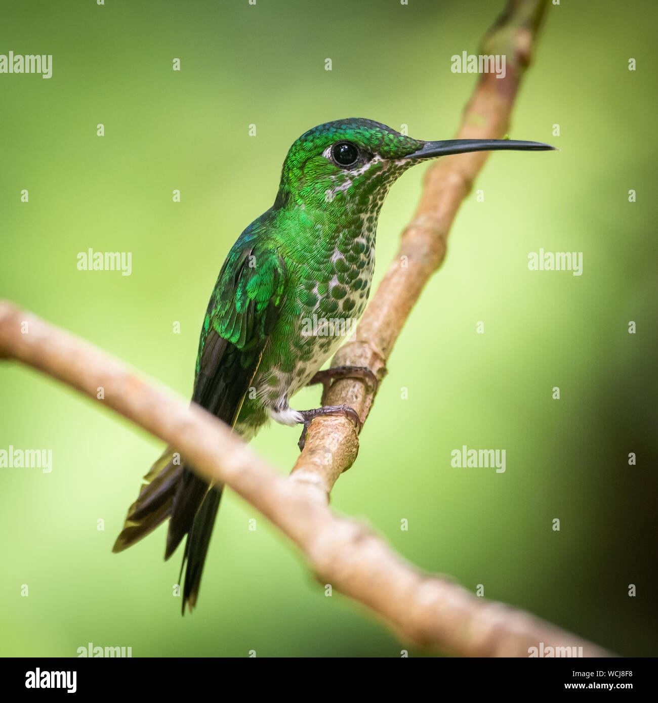 Green crowned brilliant hummingbird hi-res stock photography and images ...