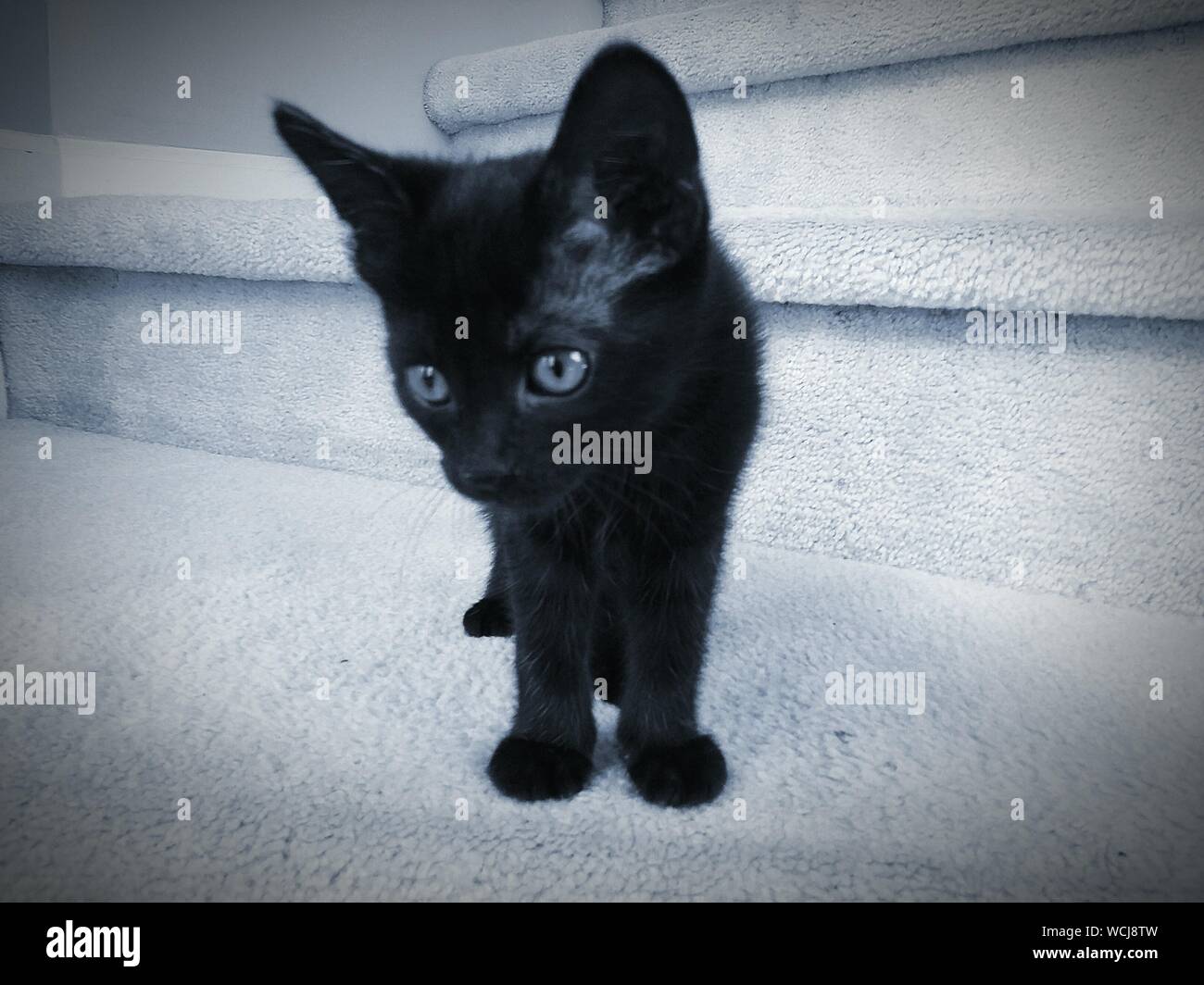 Kitten on steps hi-res stock photography and images - Alamy