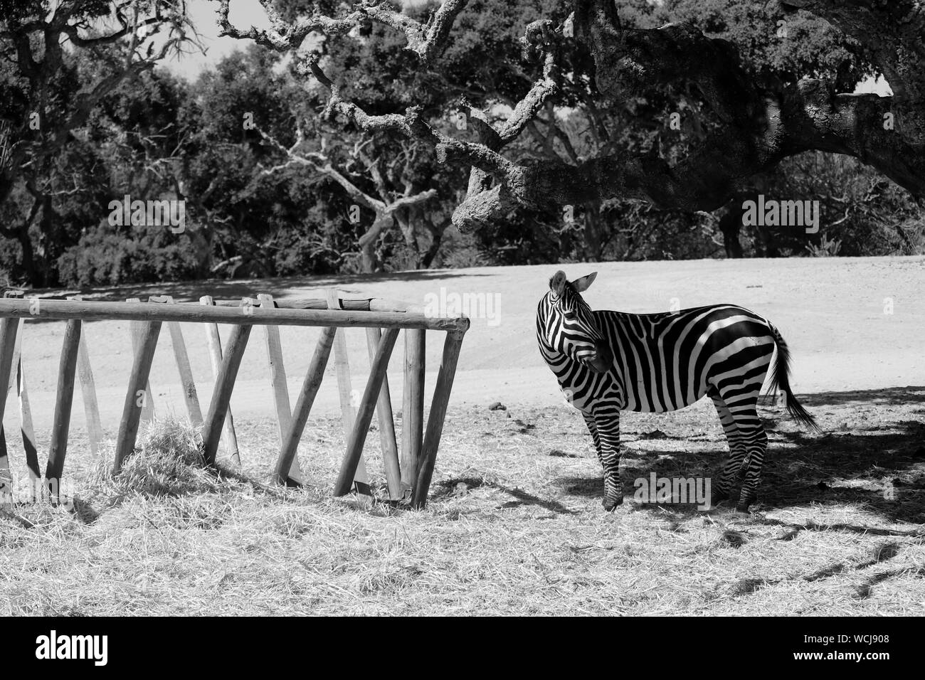 Zebra side view Black and White Stock Photos & Images - Alamy