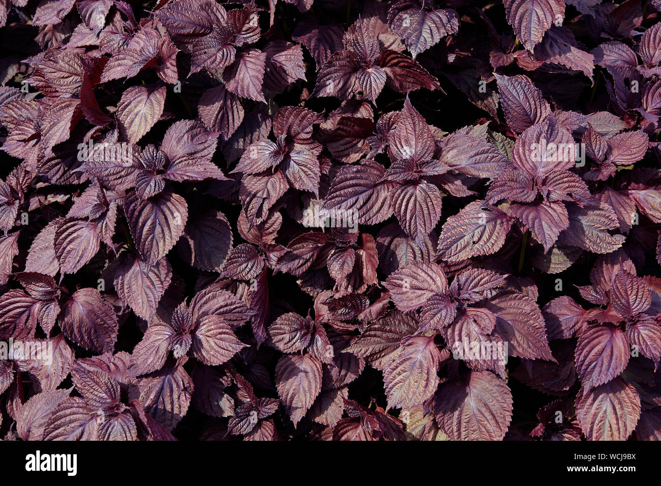 Perilla exterior hi-res stock photography and images - Alamy