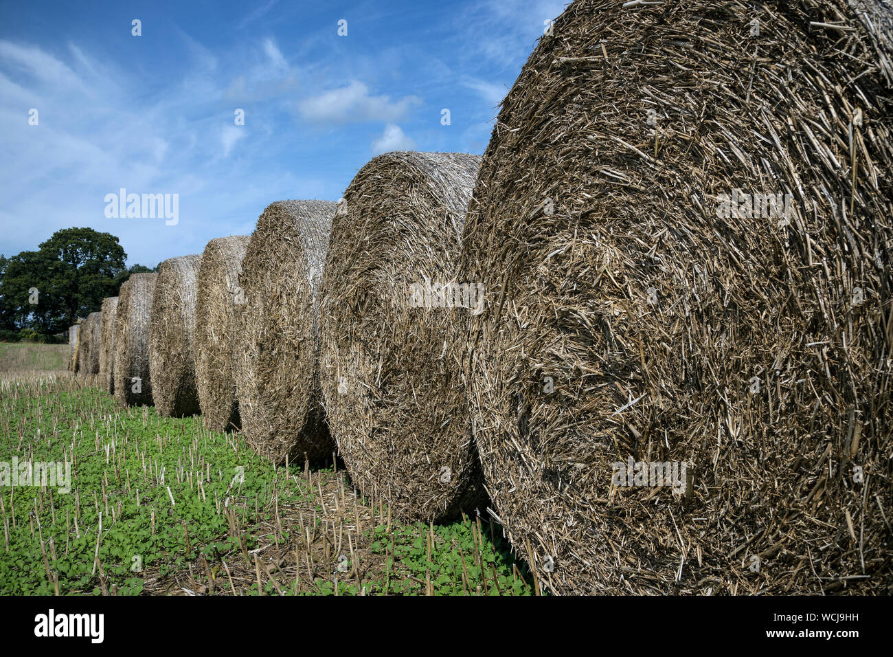 Plantation, Tractor, Corn, Corn - Crop, Agricultural Field ...