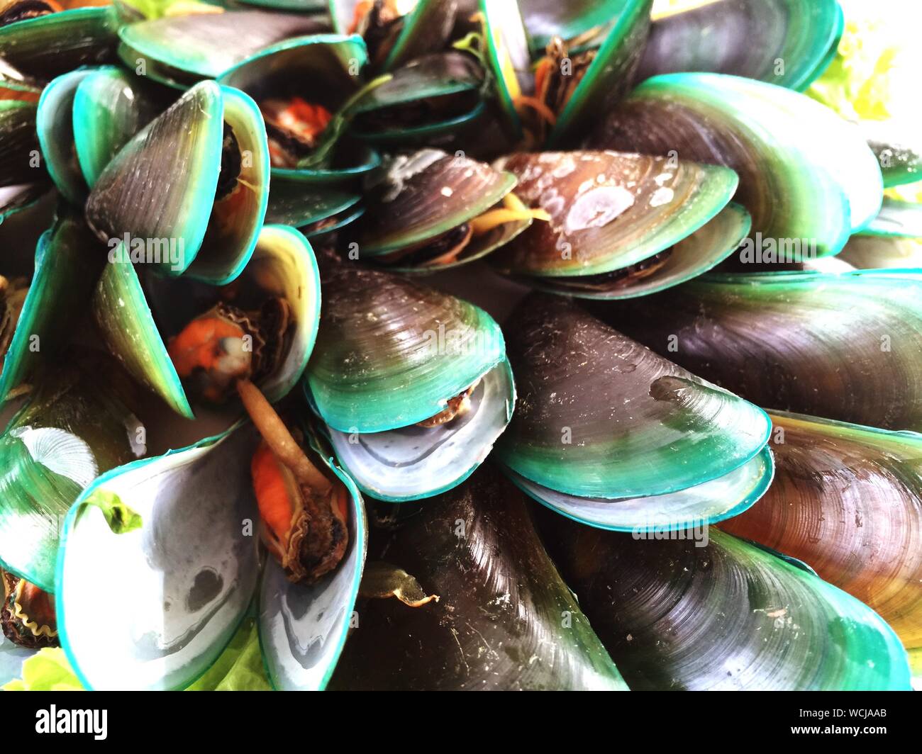 Clam shells hi-res stock photography and images - Alamy