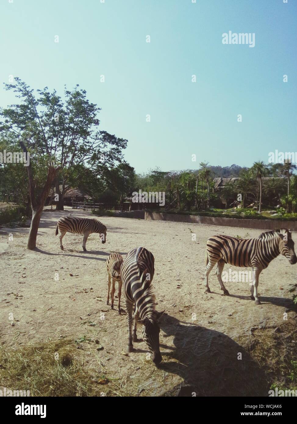 Zebra In Zoo High Resolution Stock Photography and Images - Alamy