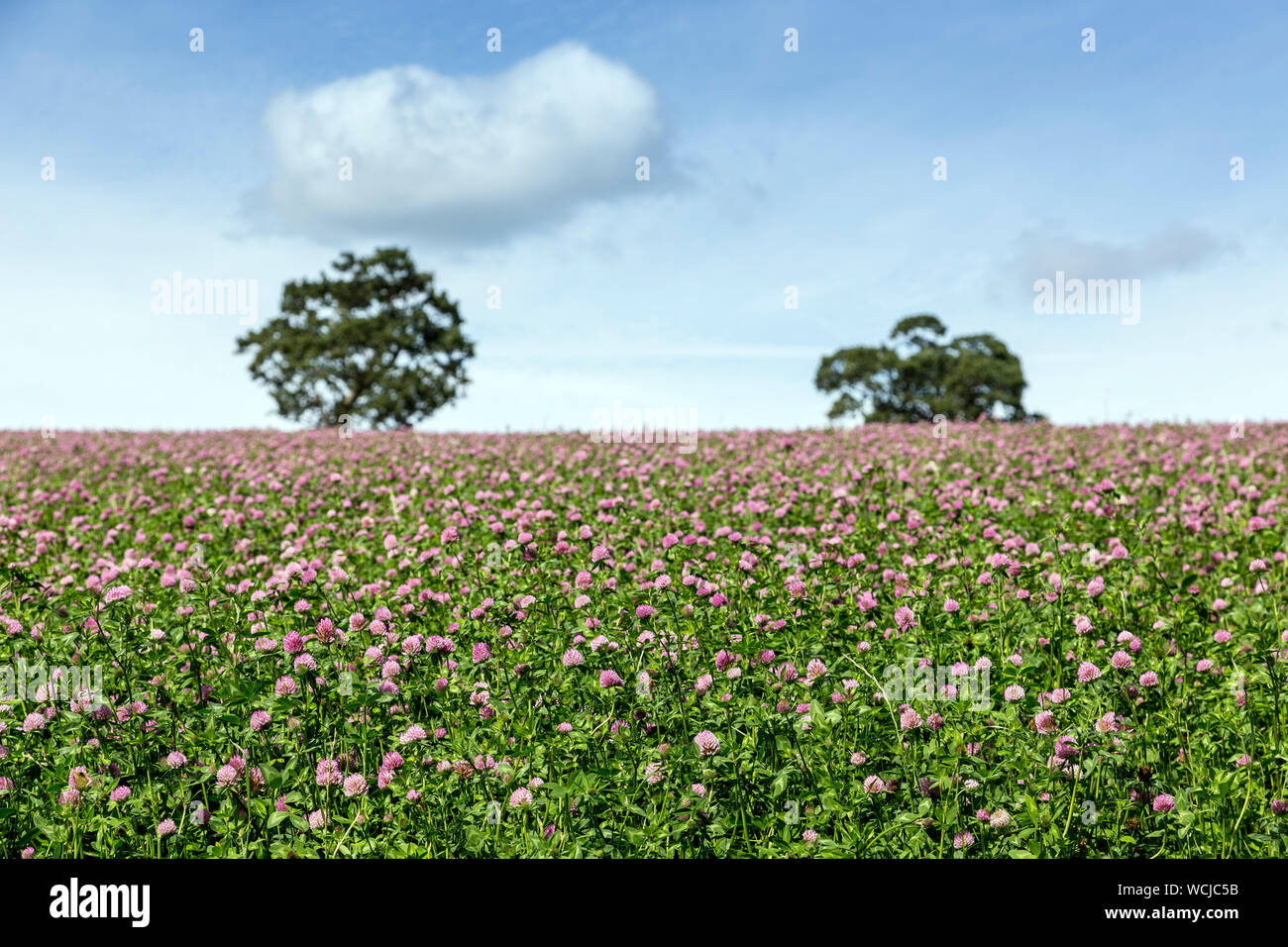 red clover,Plantation, Tractor, Corn, Corn - Crop, Agricultural Field ...