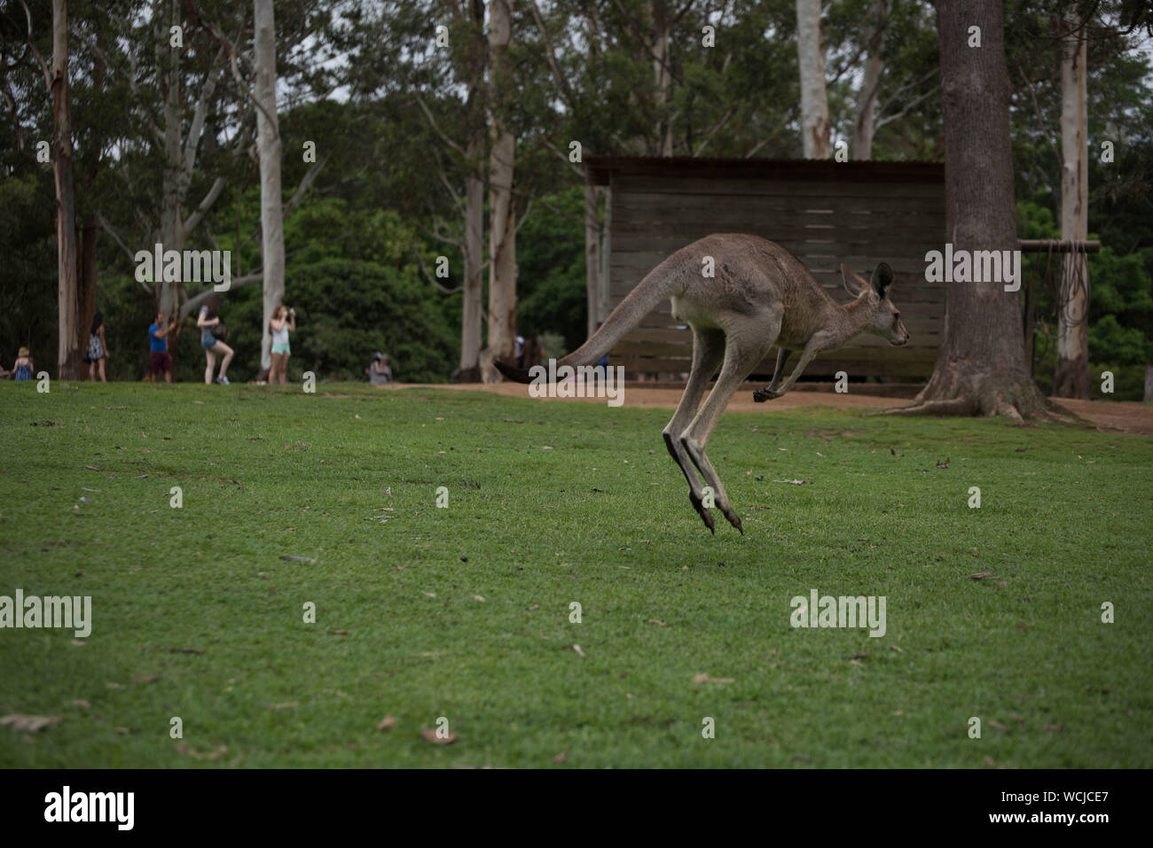 Tree kangaroo jumping hi-res stock photography and images - Alamy