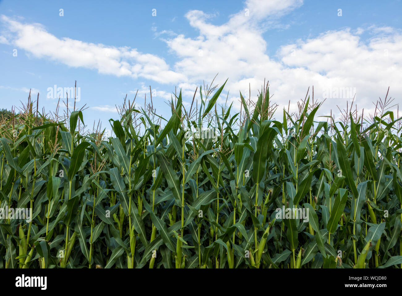 Plants on a field hi-res stock photography and images - Alamy