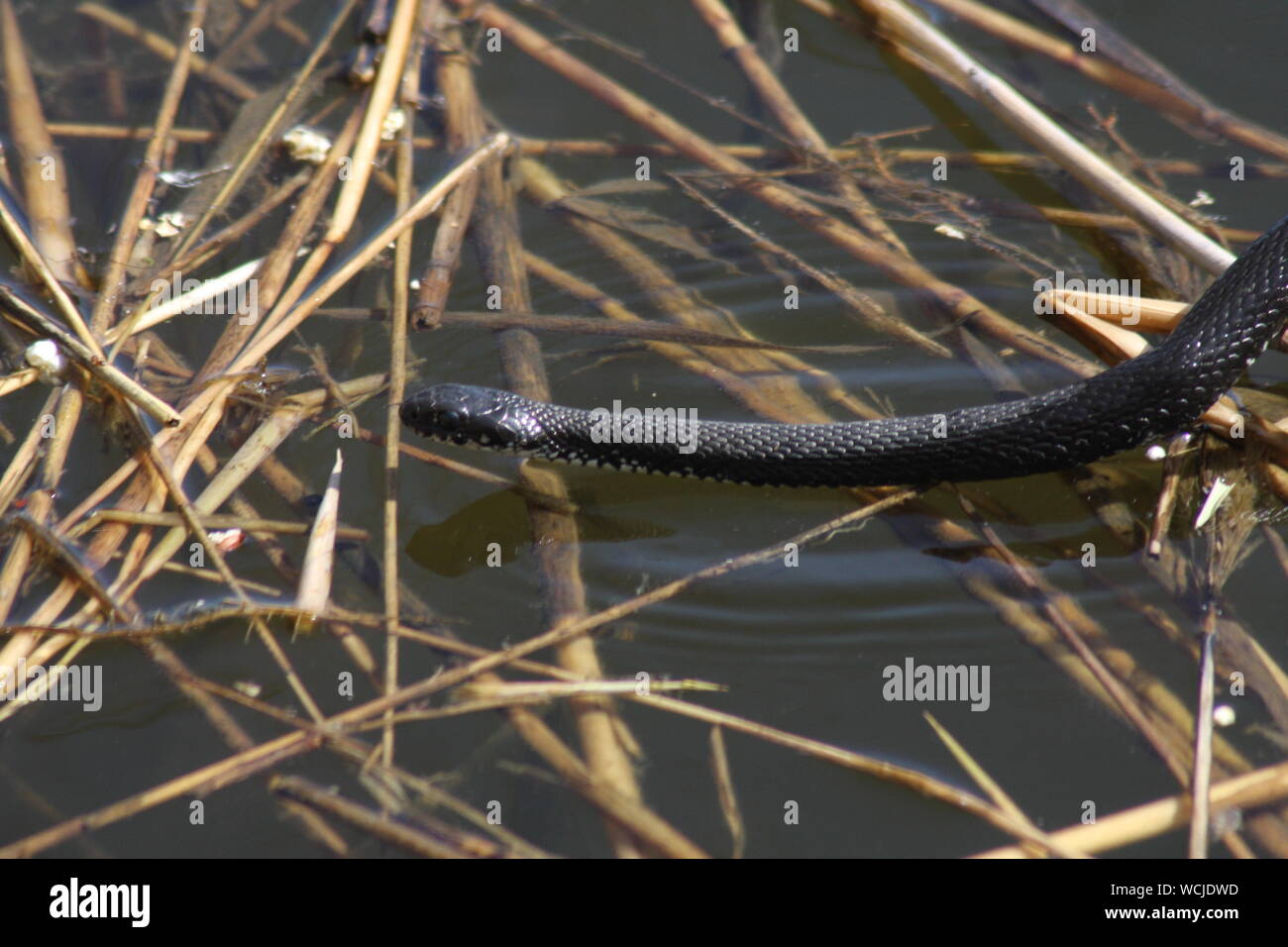 Snake lake hi-res stock photography and images - Alamy