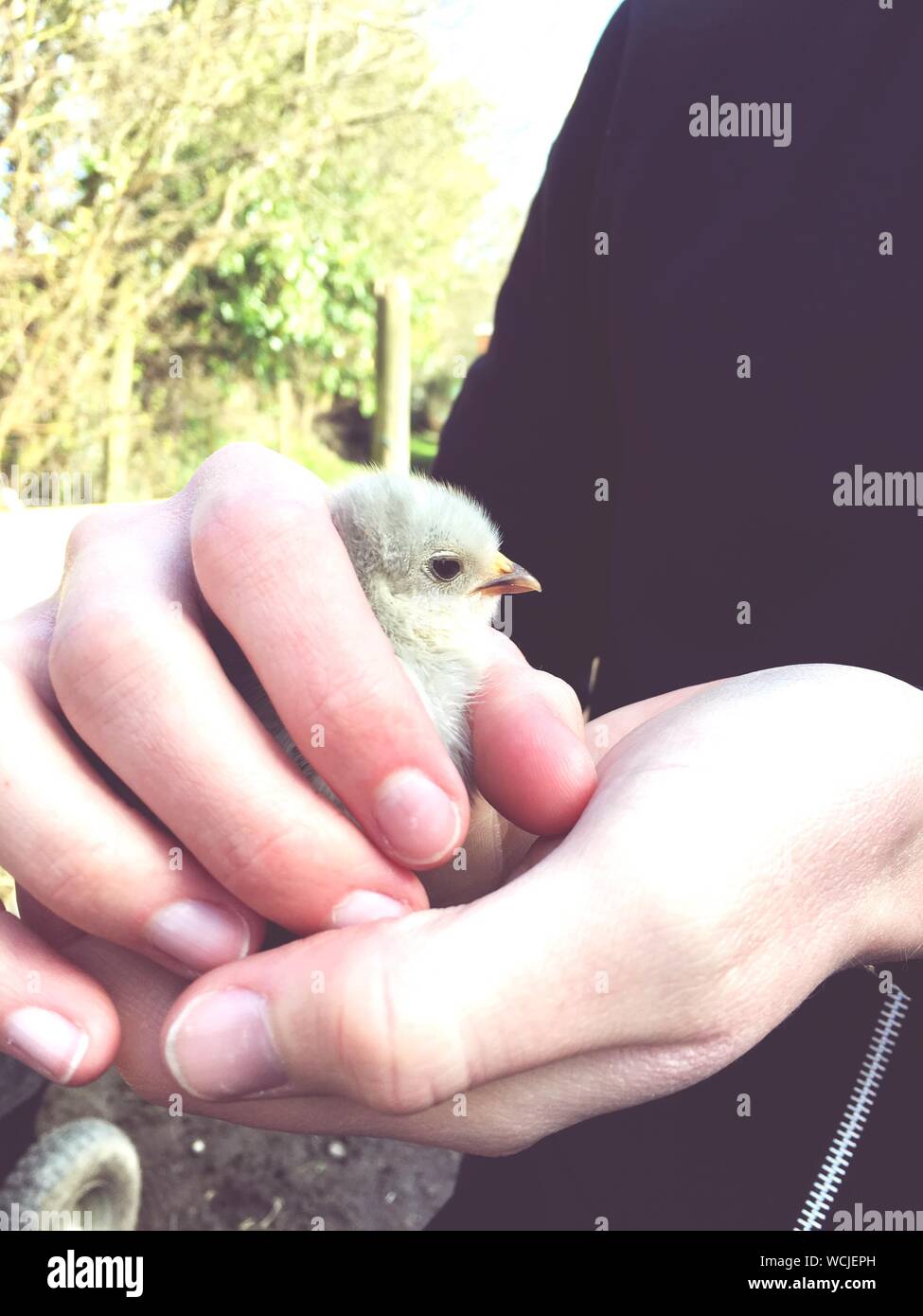Hands holding chicken hi-res stock photography and images - Alamy