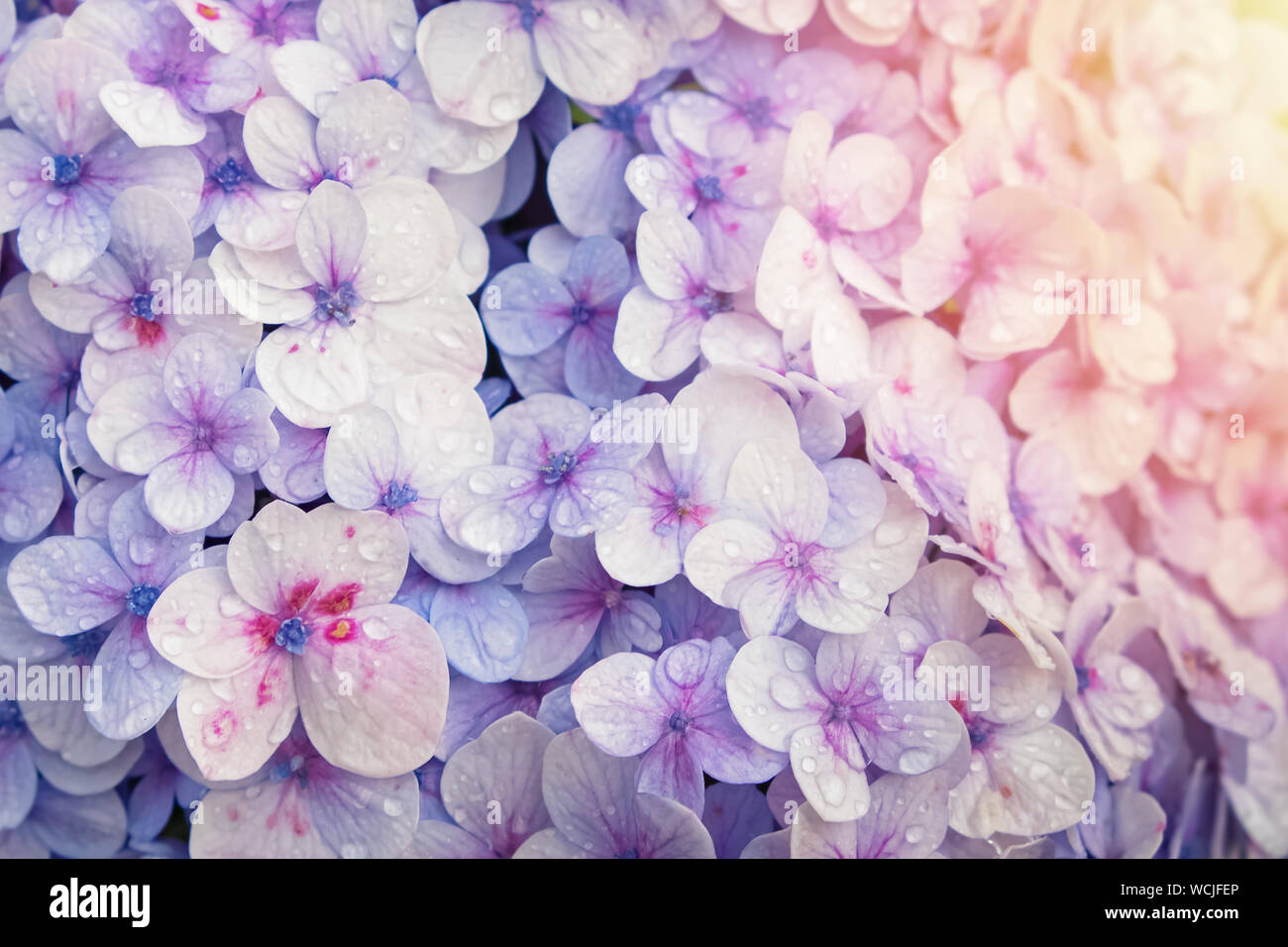 Background with beautiful purple hydrangea flowers close-up Stock Photo ...