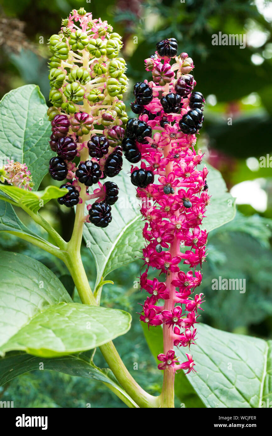 Pokeweed or Phytolacca acinosa, flowers and fruits on the shrub Stock ...