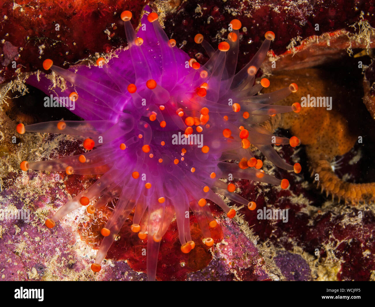 Orange-ball corallimorph (Pseudocorynactis caribbeorum Stock Photo - Alamy