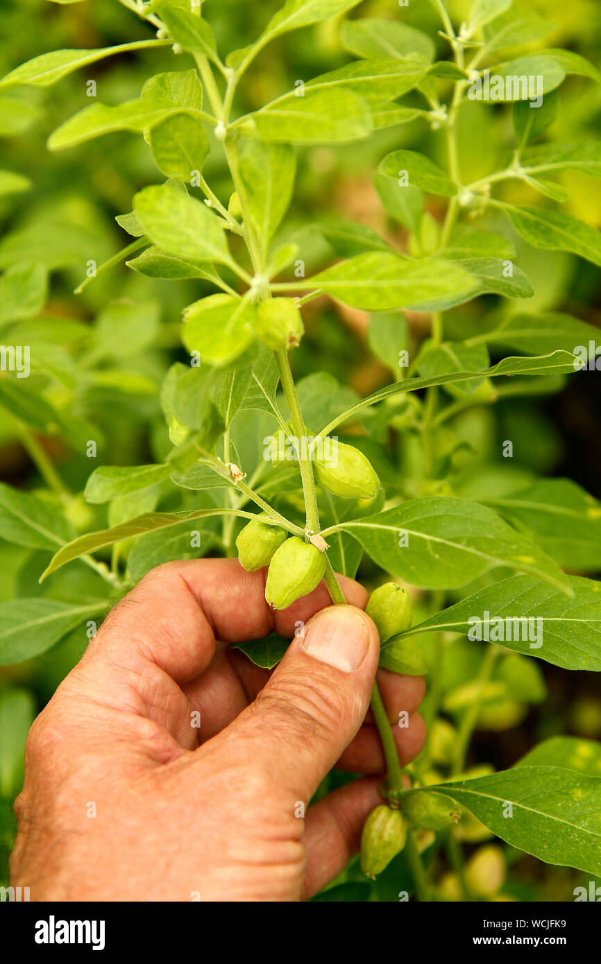 Withania somnifera. Indian gingseng Stock Photo - Alamy