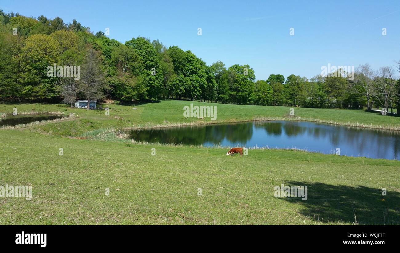 Pasturing hi-res stock photography and images - Alamy