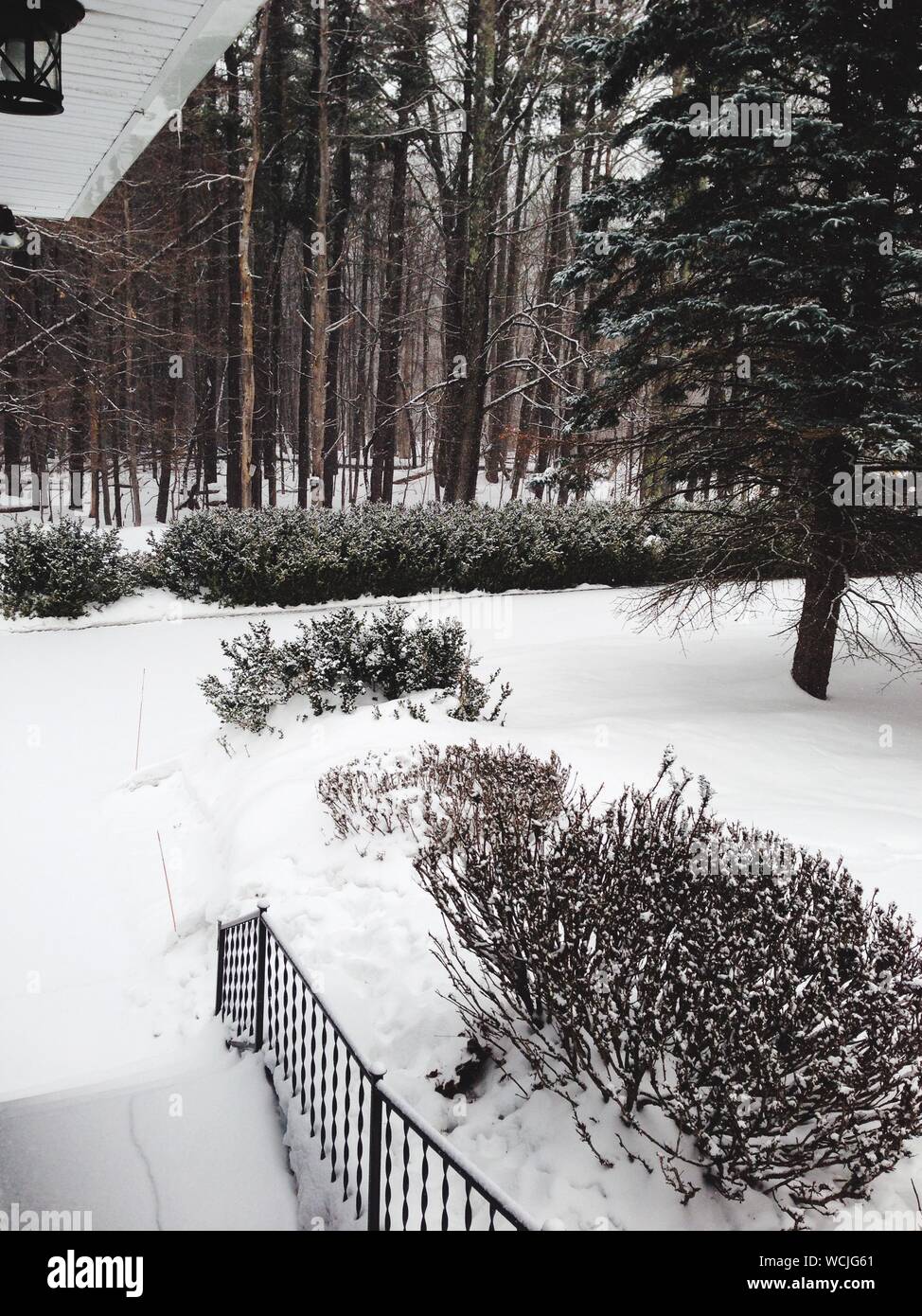 Winter snow field trees hi-res stock photography and images - Alamy
