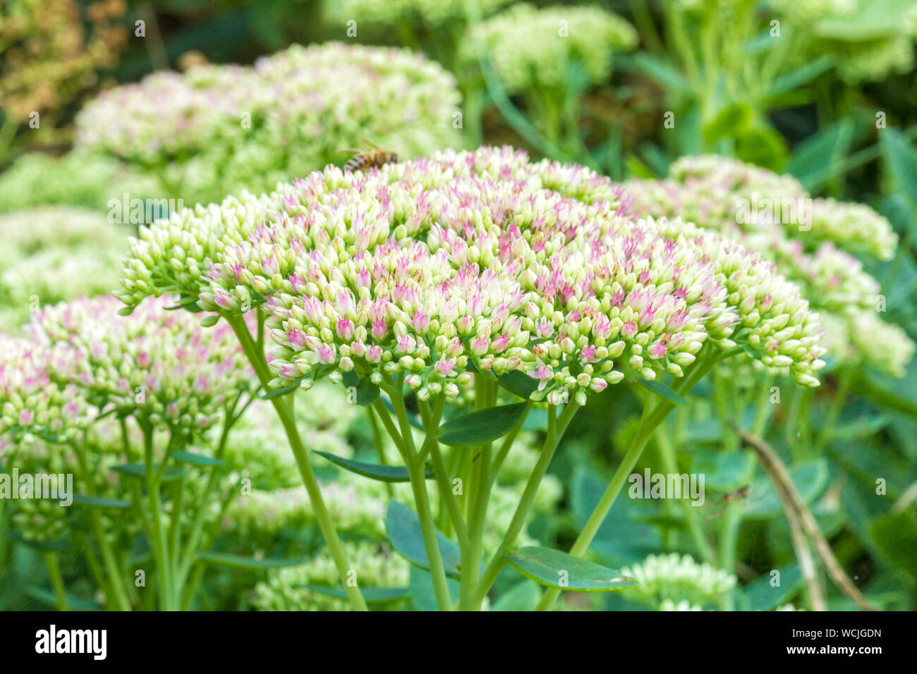 Inflorescent Butterfly stonecrop or Hylotelephium spectabile closeup ...