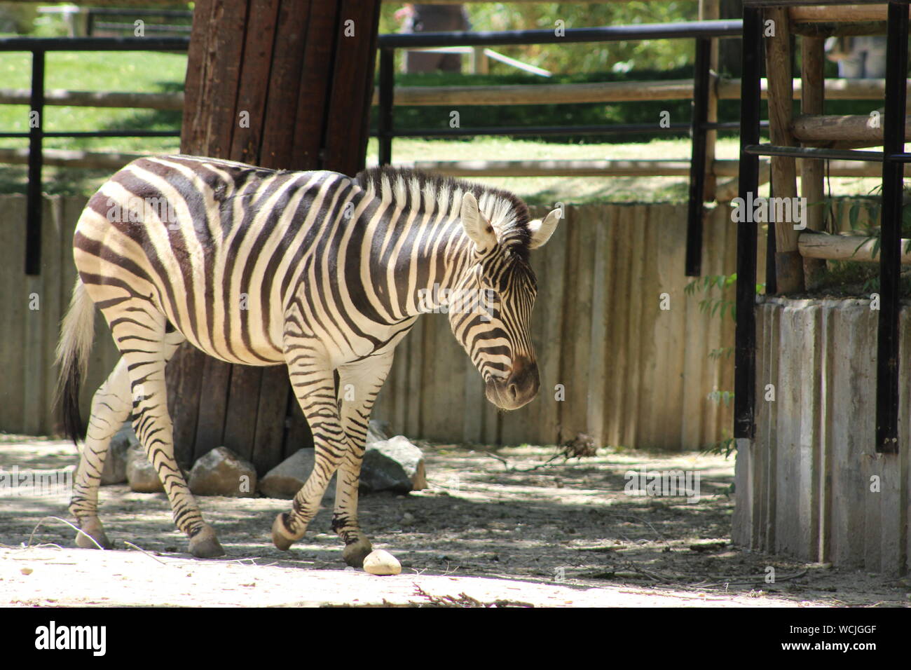Zoo Railing High Resolution Stock Photography and Images - Alamy
