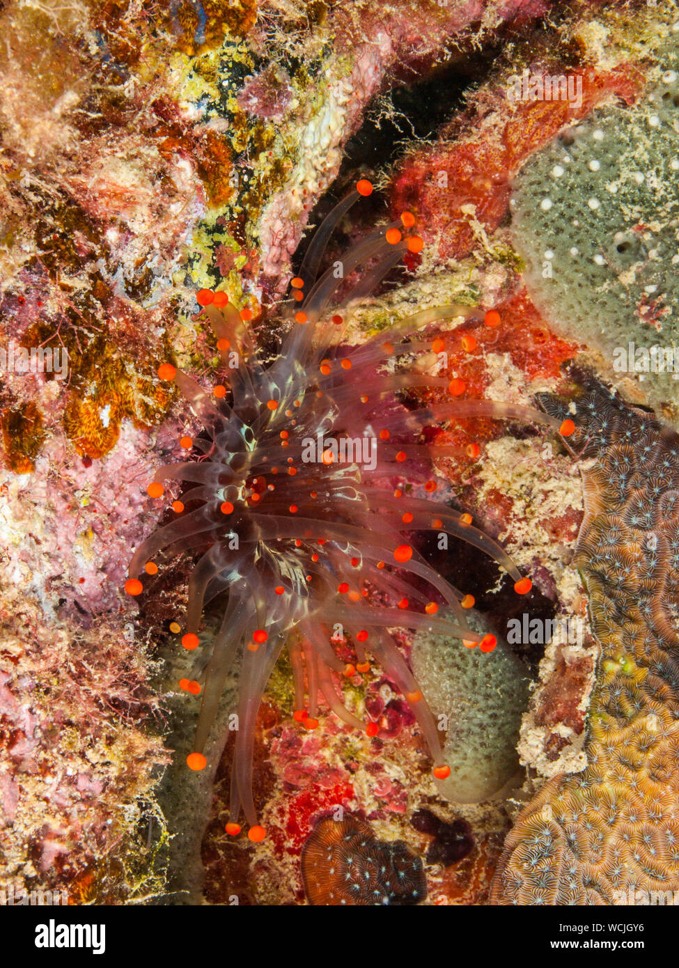Orange-ball corallimorph (Pseudocorynactis caribbeorum Stock Photo - Alamy