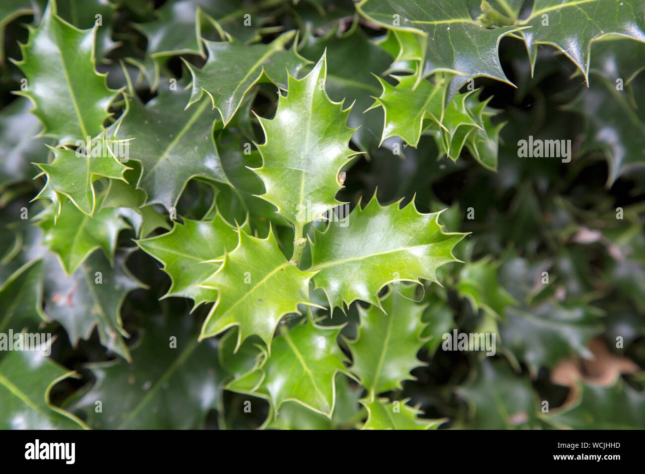 Natural Fresh Holly Leaf Background Stock Photo - Alamy